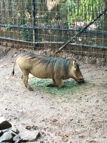 Zoo Atlanta: A Family Visit - Southern Hospitality