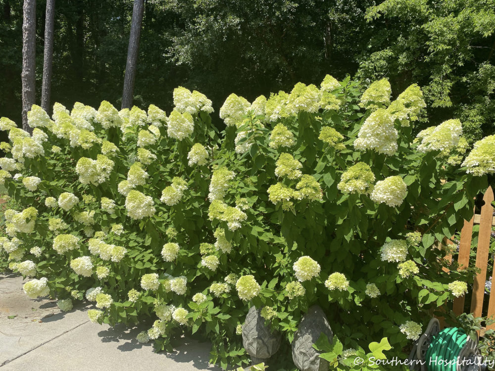 Growing Limelight Hydrangeas: Year 3 - Southern Hospitality